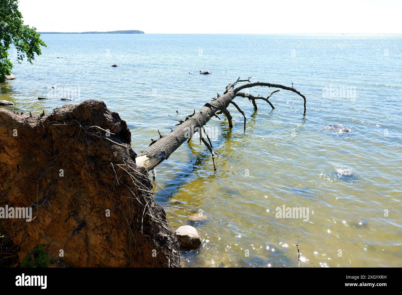 A dead tree lies in the Greifswalder Bodden in Wreechen. Its branches ...
