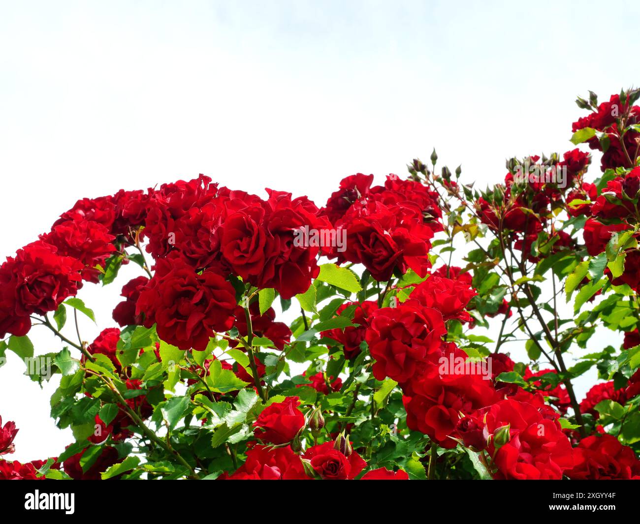 Red shrub roses. These vibrant blooms add color and liveliness to the ...