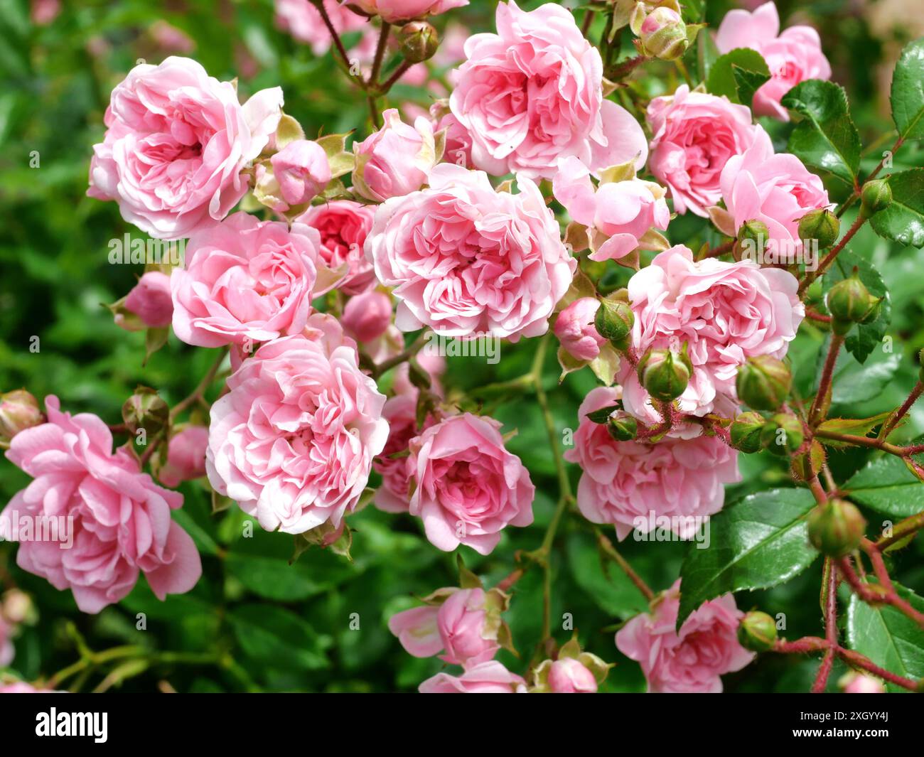 Photo of magnificent pink rose petals of a shrub rose in full bloom. A ...