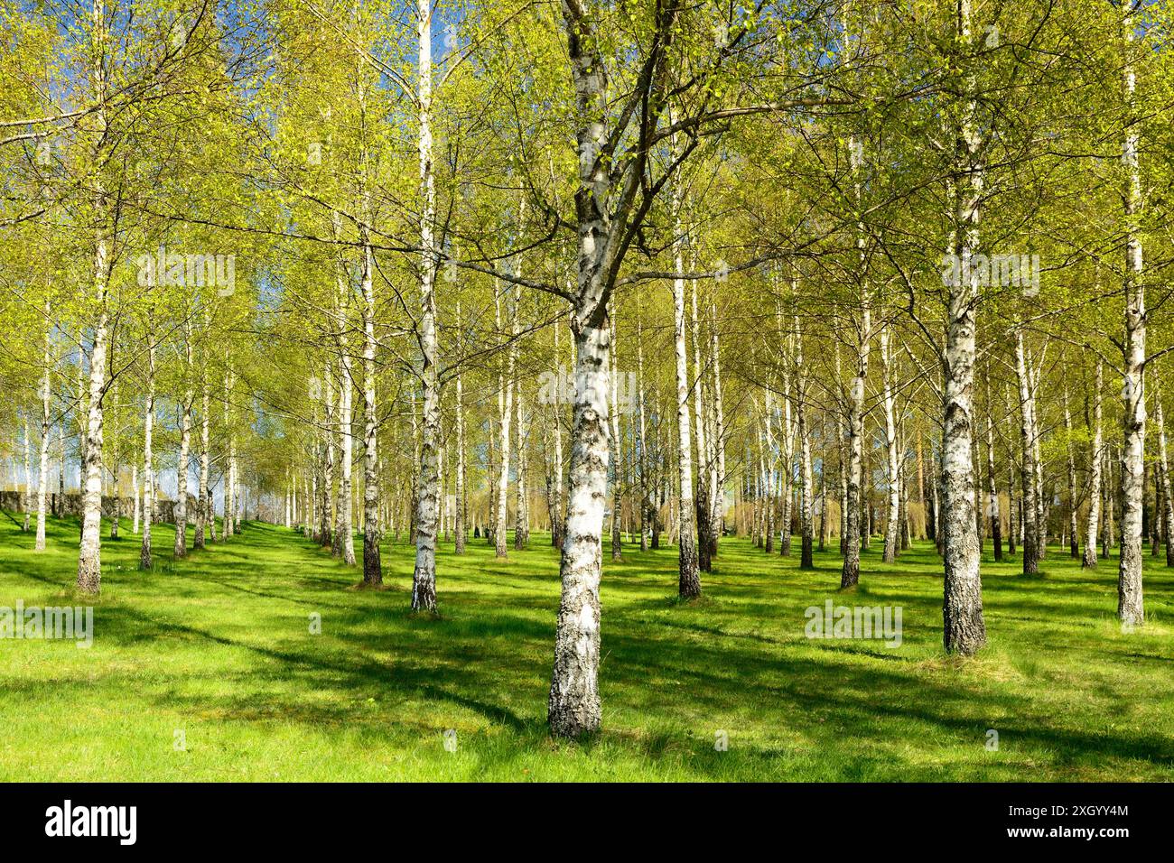 Sunny woodland summer hi-res stock photography and images - Alamy