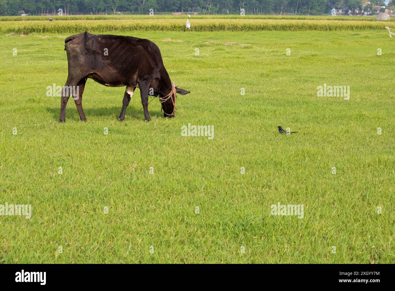 A balck cow is eating grass in the drongo bird field of nature.The ...