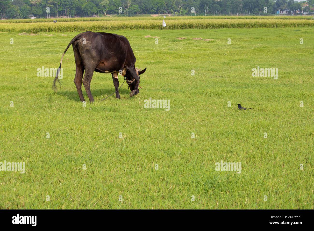 A balck cow is eating grass in the drongo bird field of nature.The ...