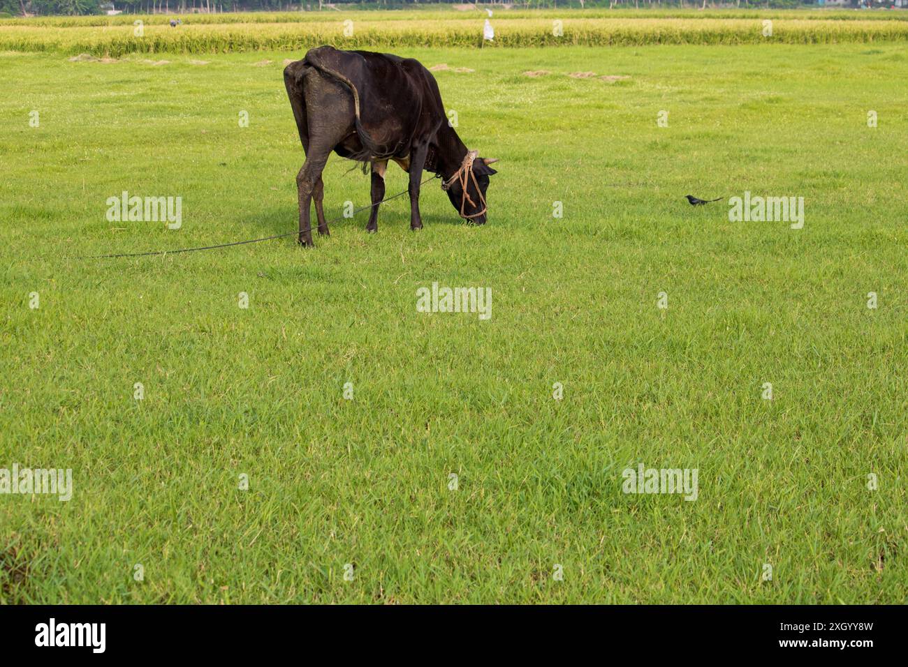 A balck cow is eating grass in the drongo bird field of nature.The ...