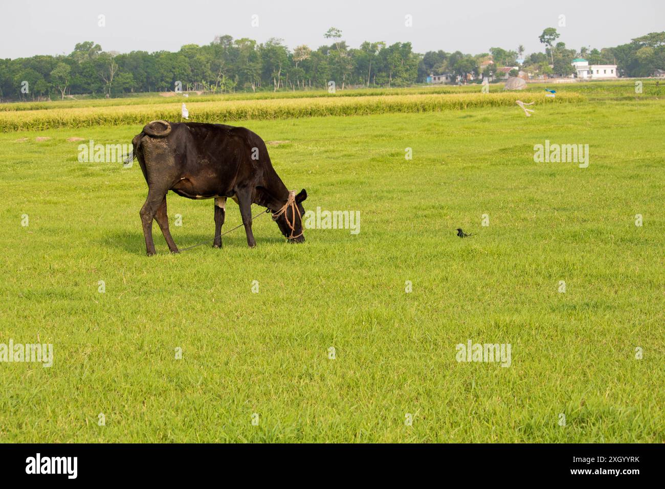 A balck cow is eating grass in the drongo bird field of nature.The ...