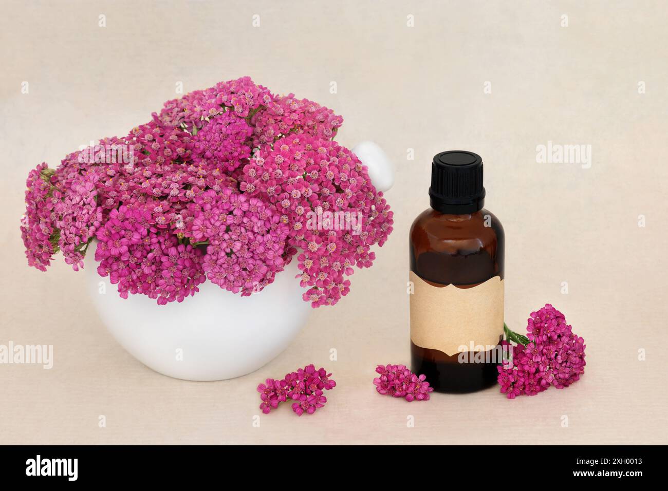 Achillea yarrow herb flower. Used in herbal medicine and food ...