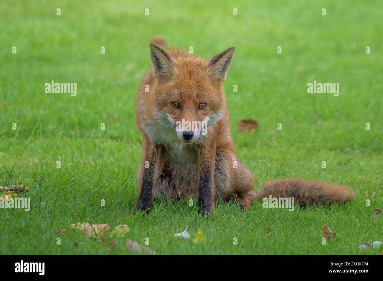 A wild rural Fox, Vulpes vulpes, sitting looking straight at the camera ...