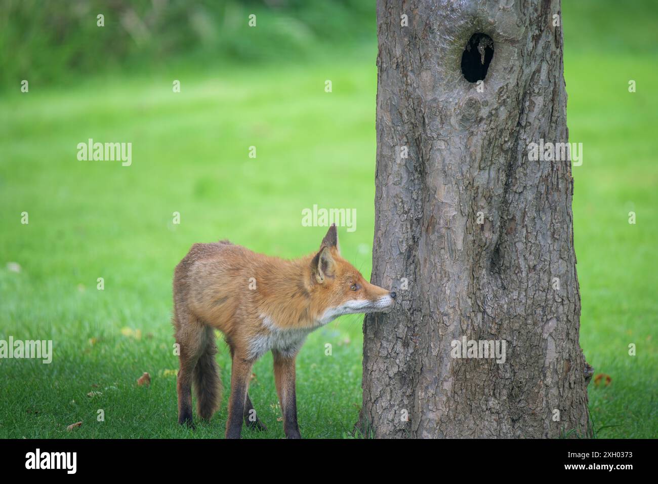 A wild rural Fox, Vulpes vulpes, looking around an apple tree trunk ...