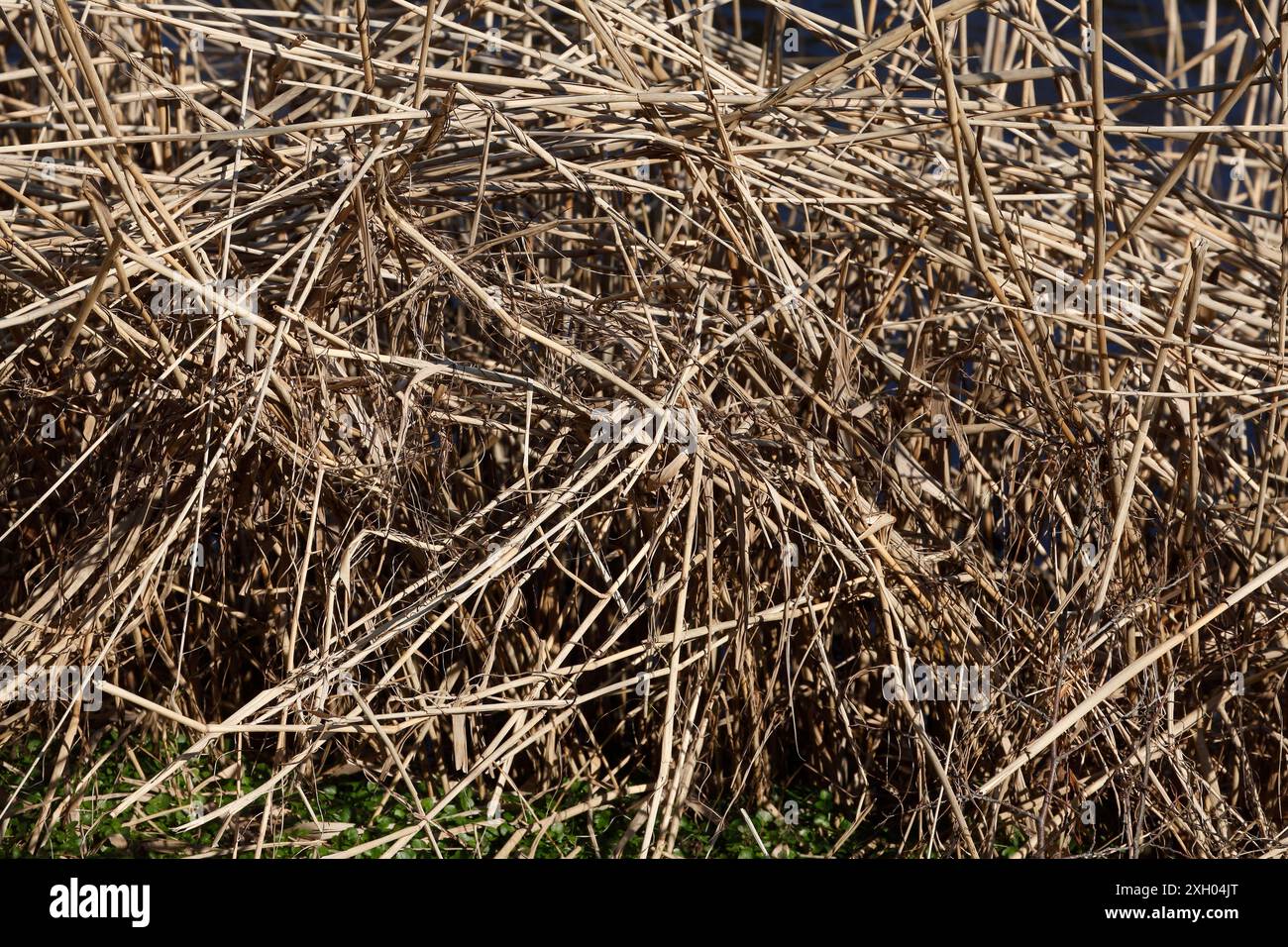 Reed grasses hi-res stock photography and images - Alamy
