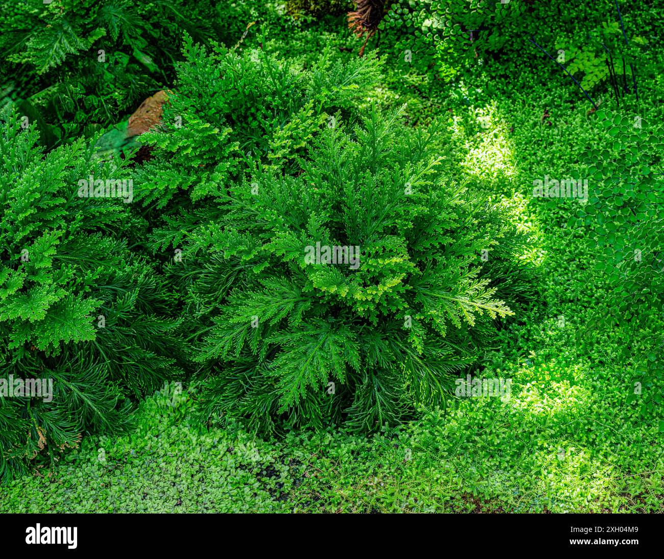 Selaginella spikemoss hi-res stock photography and images - Alamy