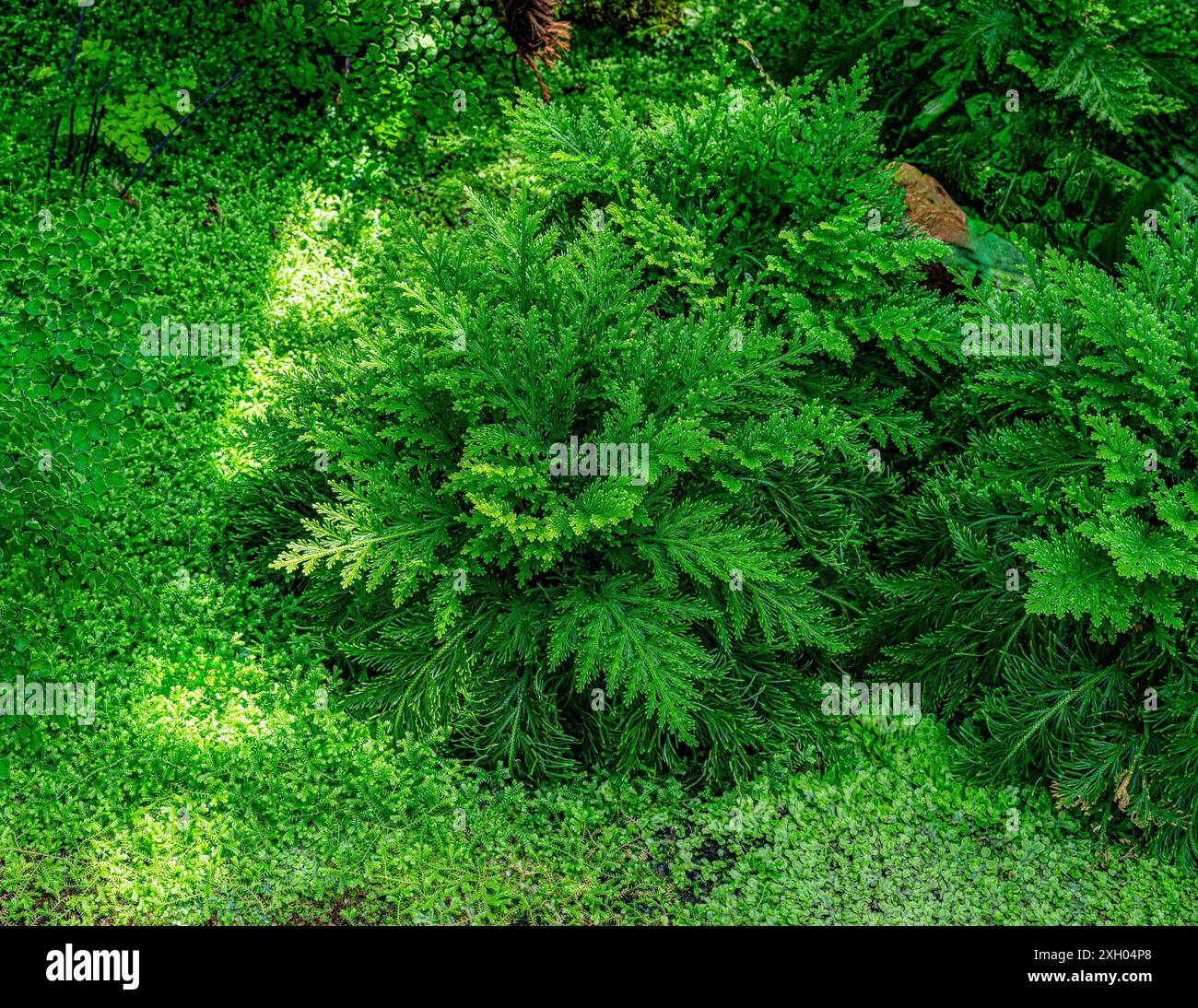Selaginella tamariscina hi-res stock photography and images - Alamy