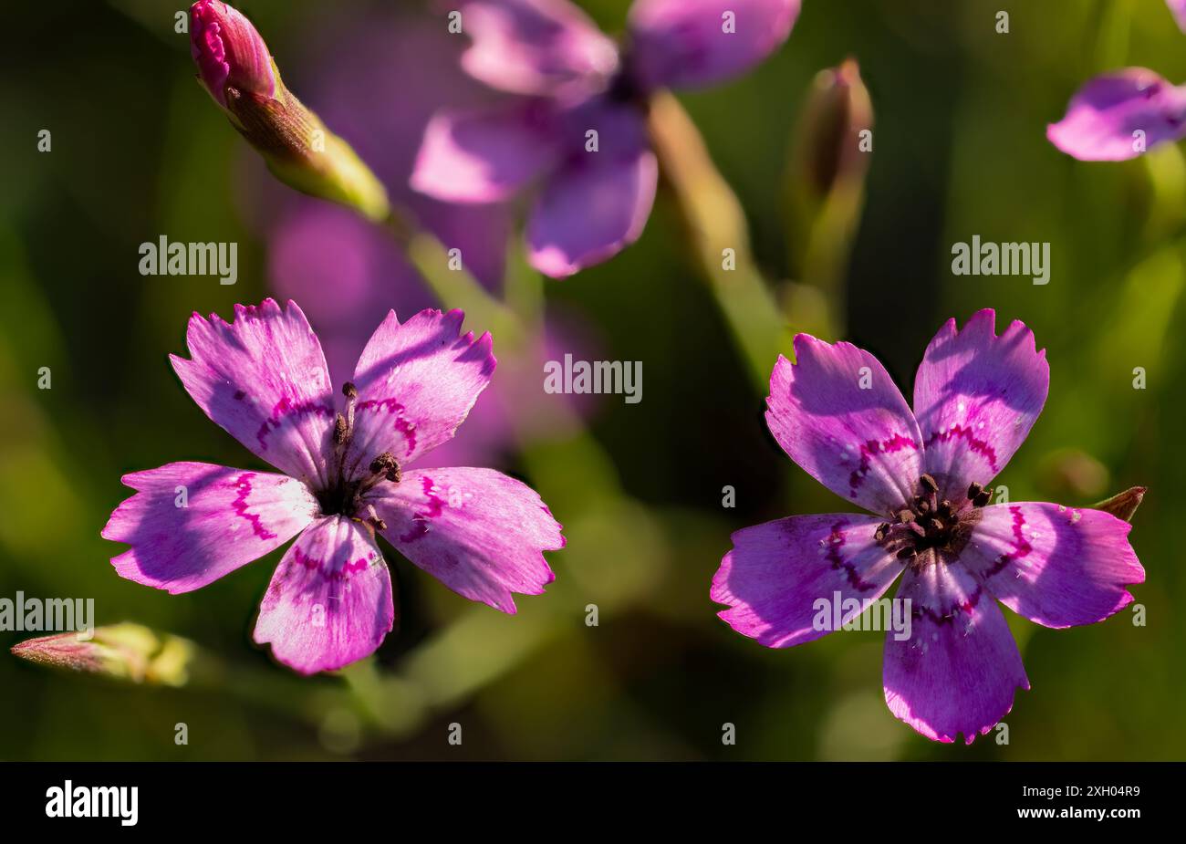 Pink sepal hi-res stock photography and images - Alamy