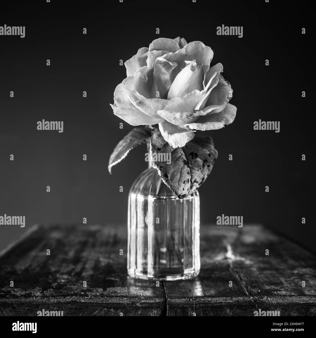 Green leaves on background blue Black and White Stock Photos & Images ...