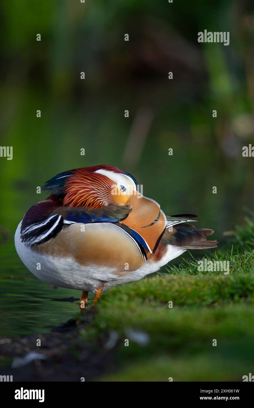 Side view of a colourful male mandarin duck preening at the edge of a ...