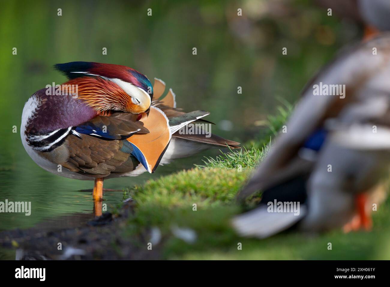 Side view of a colourful male mandarin duck preening at the edge of a ...