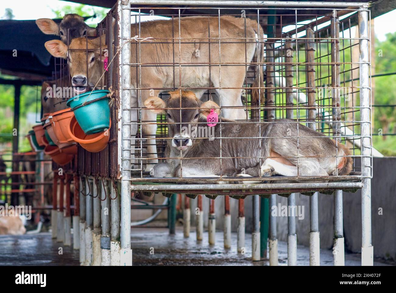 Panama, Cerro Punta, Livestock farming, calves in cages Stock Photo - Alamy