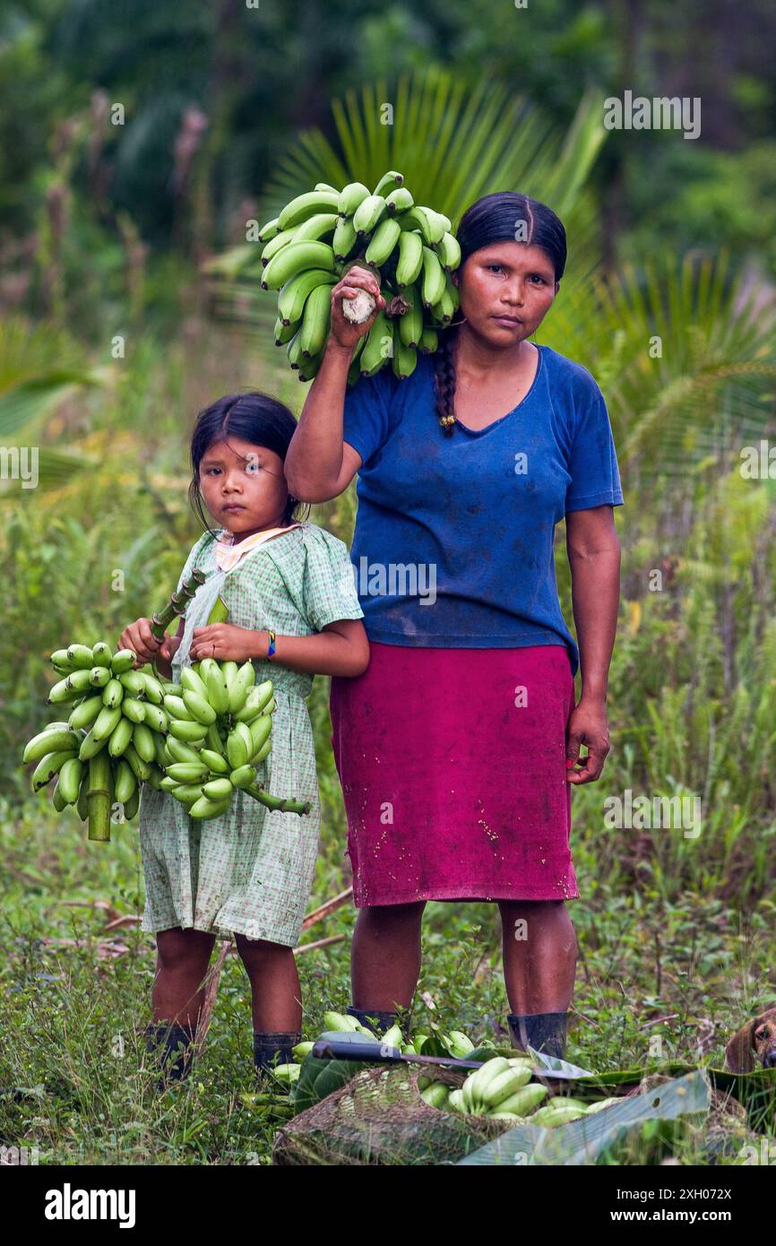 Panama, Bocas del Toro highlands. Ngobe Bugle indian has harvested some ...