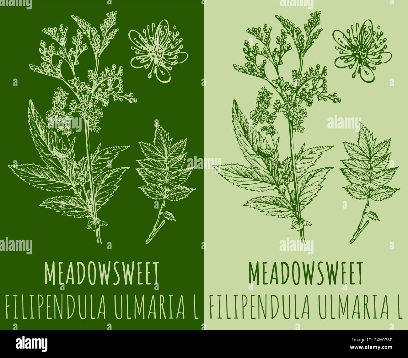Vector drawings MEADOWSWEET. Hand drawn illustration. Latin name ...