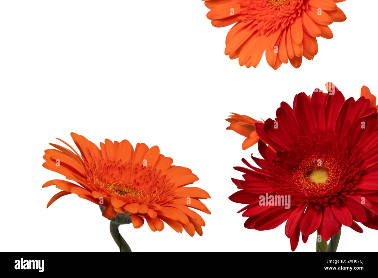 Red gerbera daisy flower isolated on a white background Stock Photo - Alamy