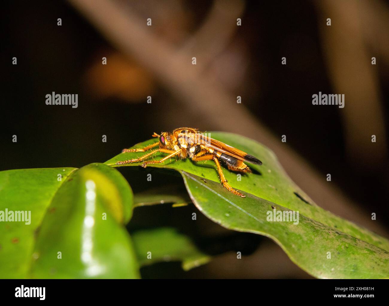 Hanging thief hi-res stock photography and images - Alamy