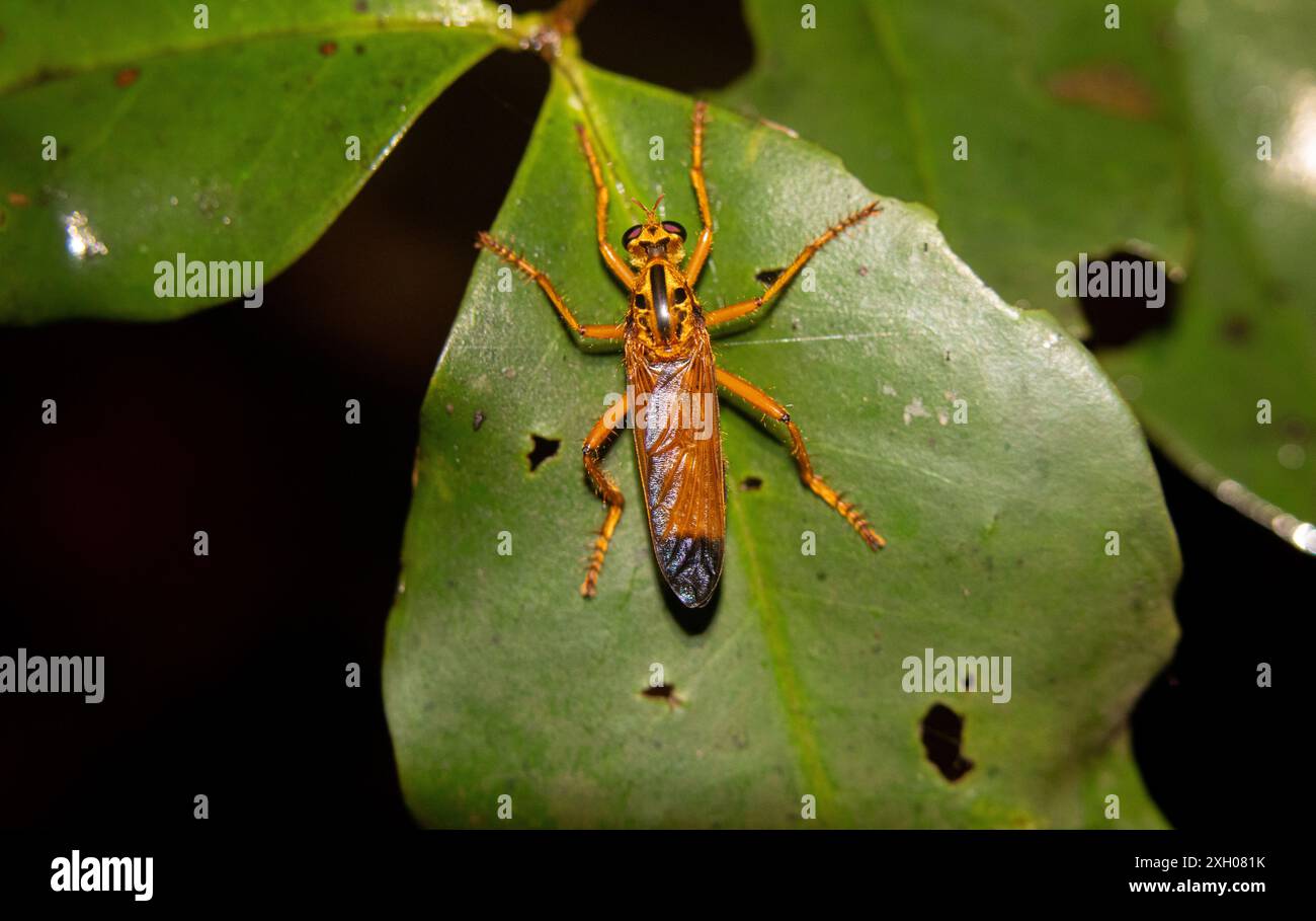 Hanging thief hi-res stock photography and images - Alamy