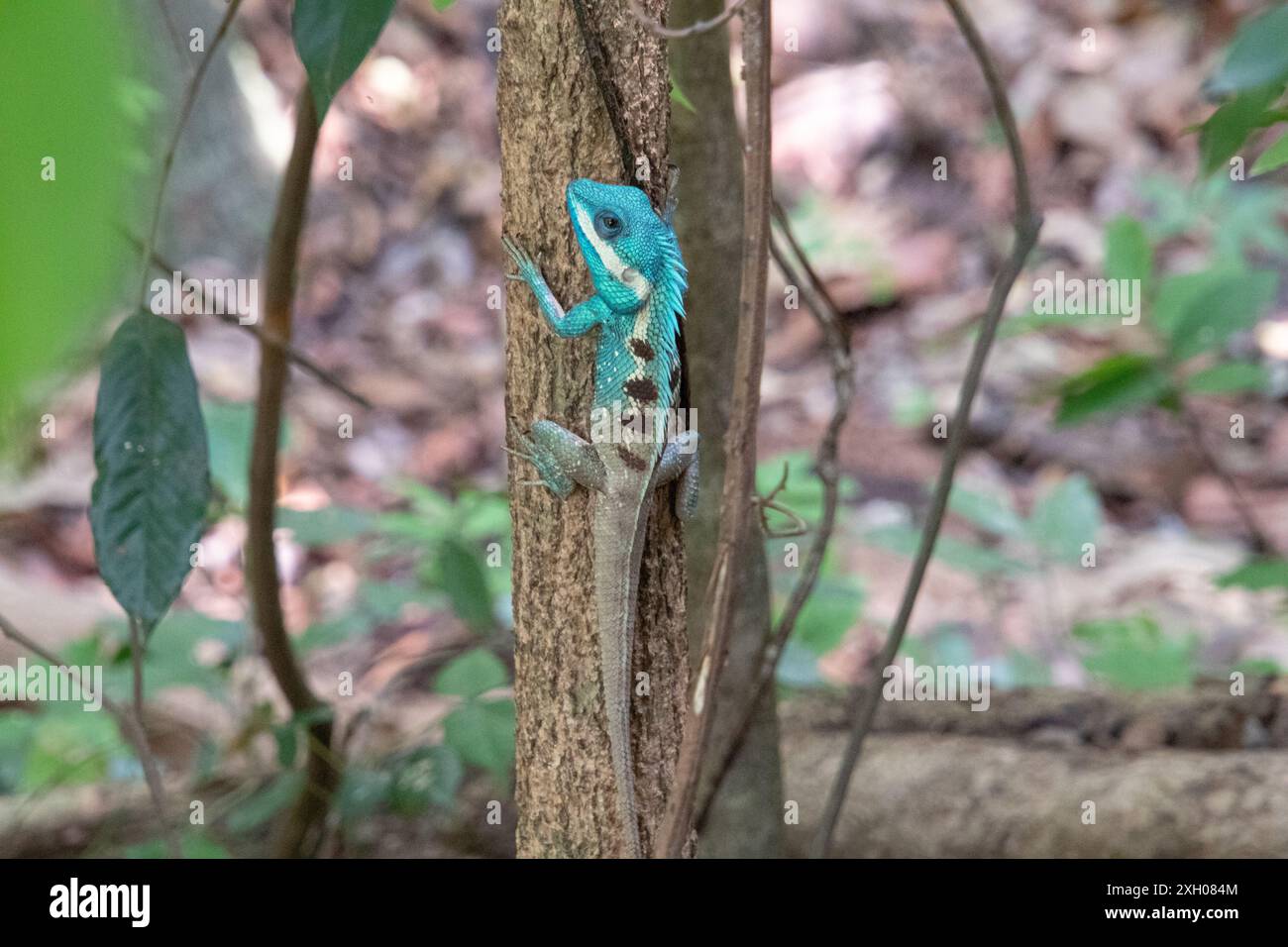 Blue crested lizard hi-res stock photography and images - Alamy