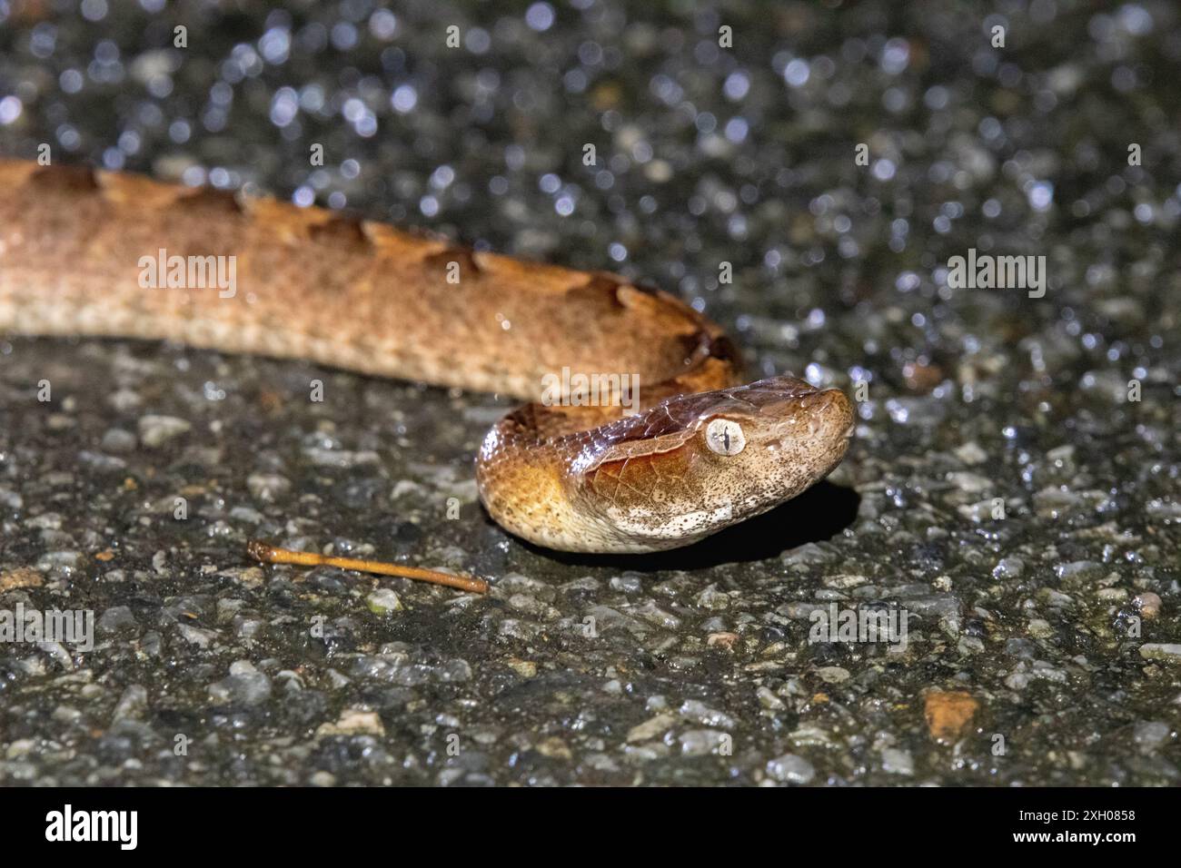 Malayan pit viper snake hi-res stock photography and images - Alamy