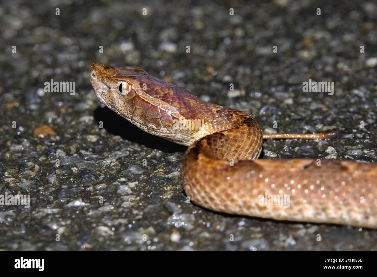 Malayan pit viper snake hi-res stock photography and images - Alamy