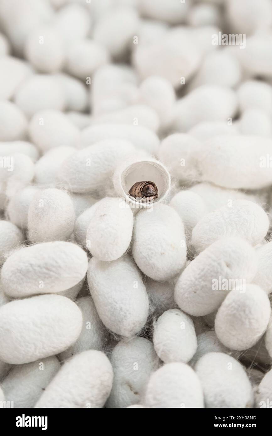 Silkworm chrysalis on white cocoon background Stock Photo - Alamy