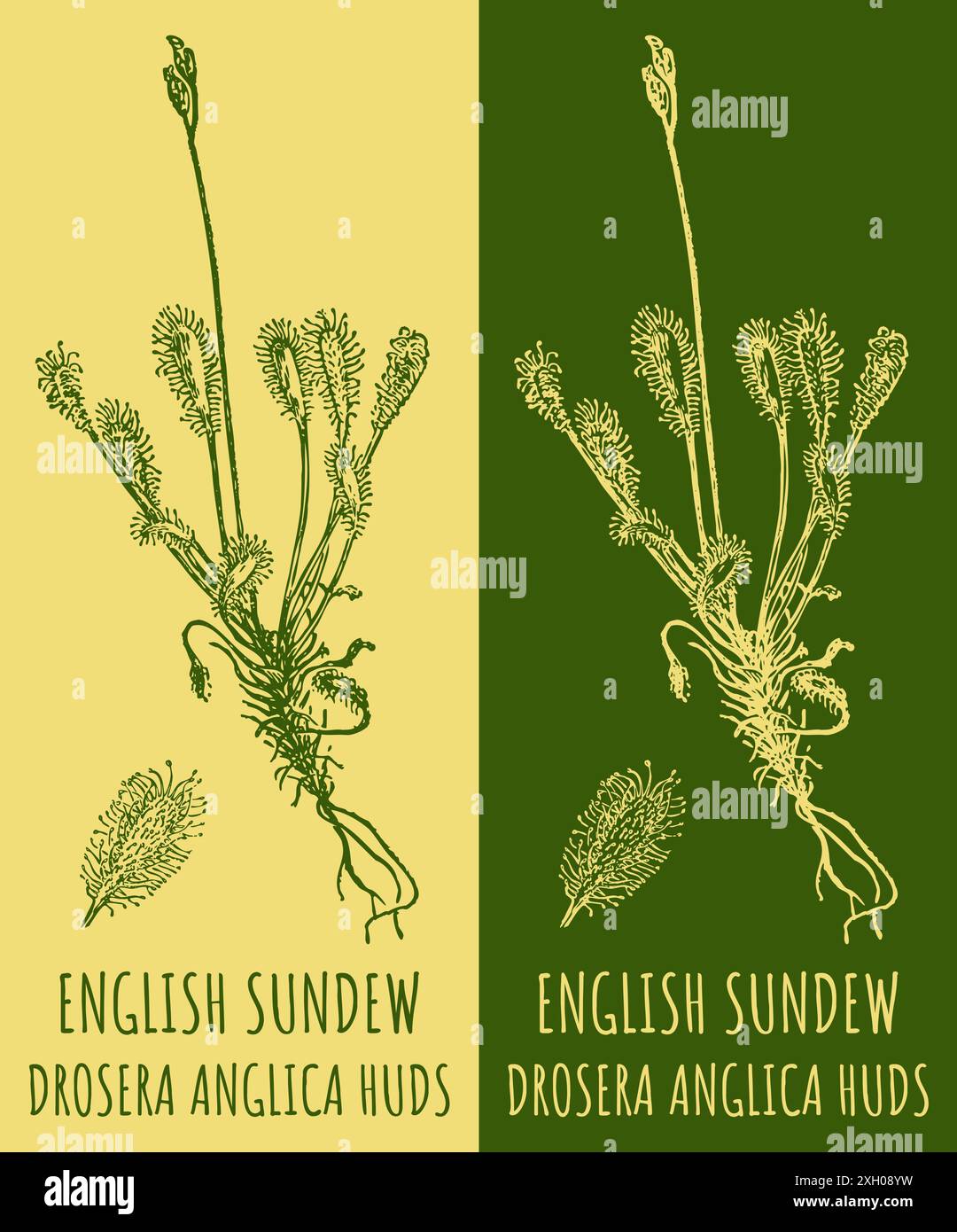 Vector drawings ENGLISH SUNDEW. Hand drawn illustration. Latin name ...
