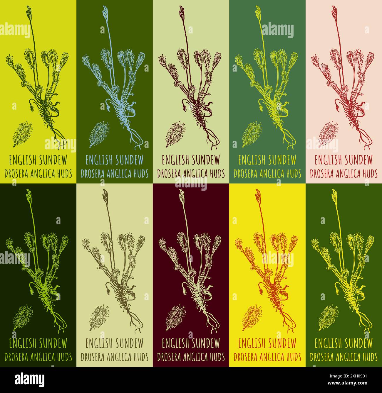 Set of vector drawing of ENGLISH SUNDEW in various colors. Hand drawn ...
