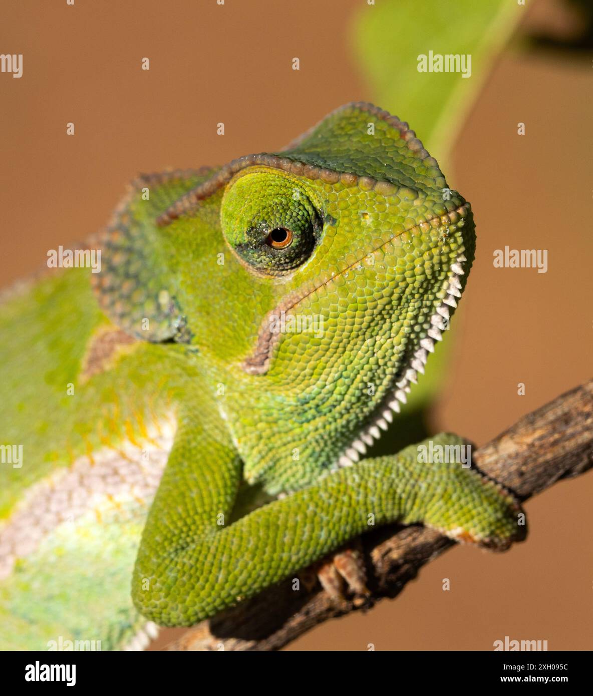 Zygodactylous feet hi-res stock photography and images - Alamy