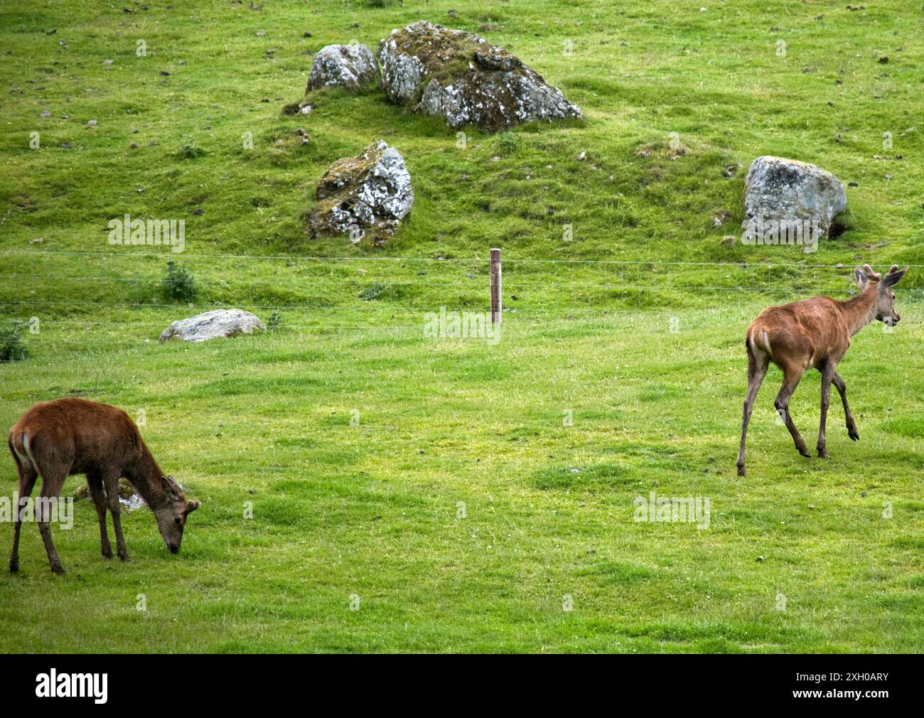 Summer deer landscape hi-res stock photography and images - Alamy