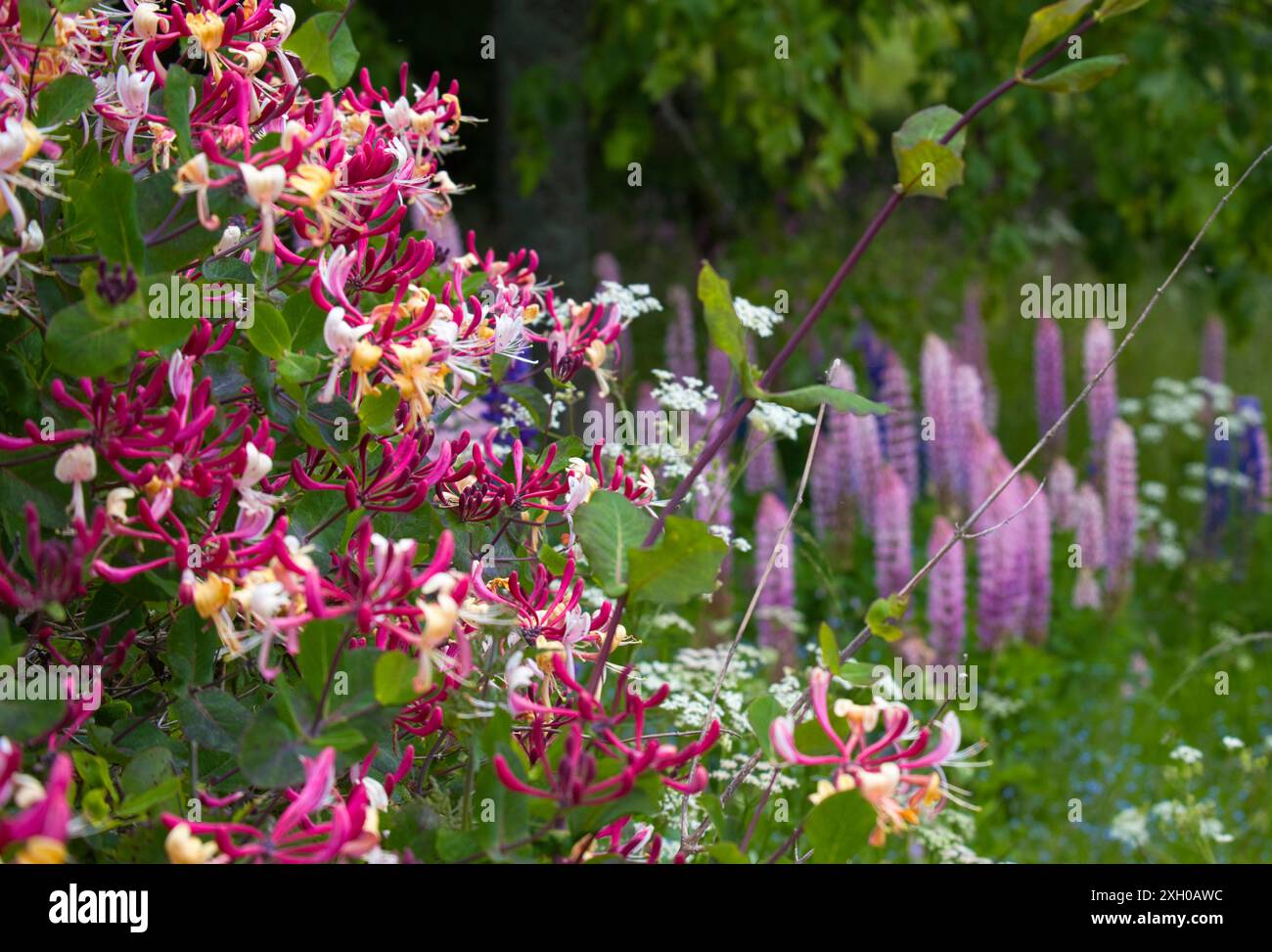 Wild lupines in scottish landscape Stock Photo - Alamy