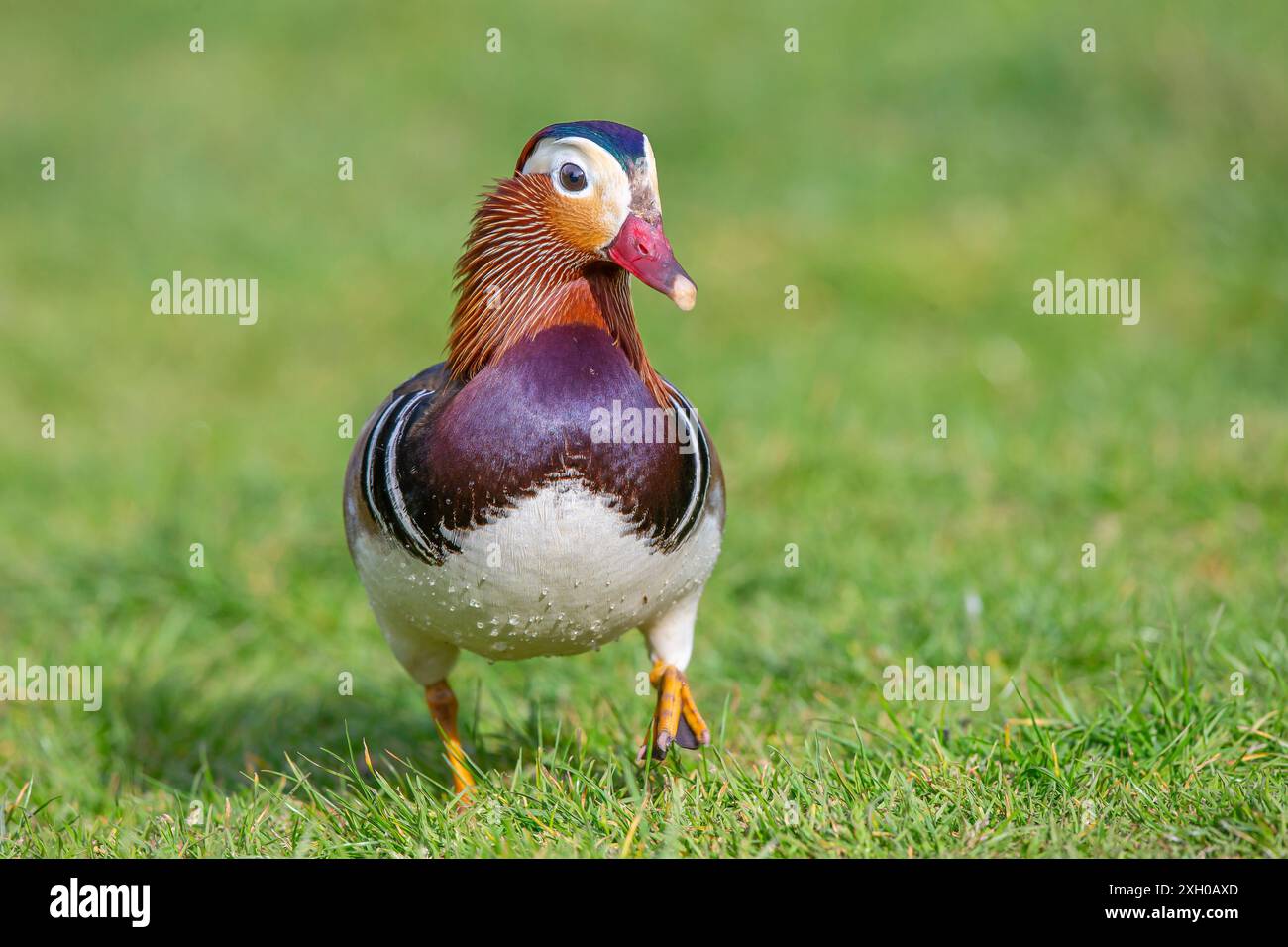Duck facing camera hi-res stock photography and images - Alamy