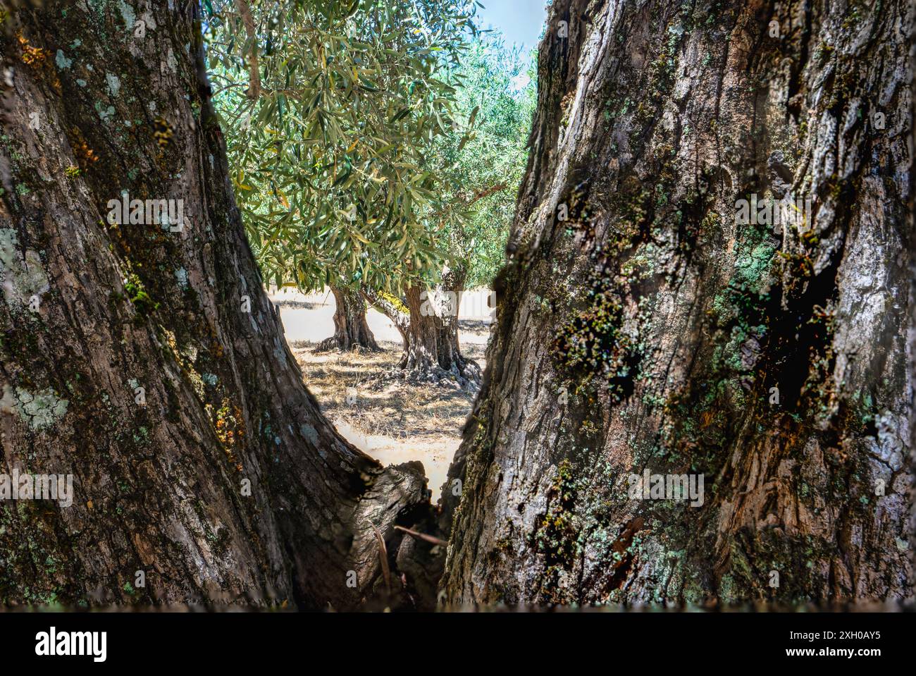 Olive trees in background hi-res stock photography and images - Alamy