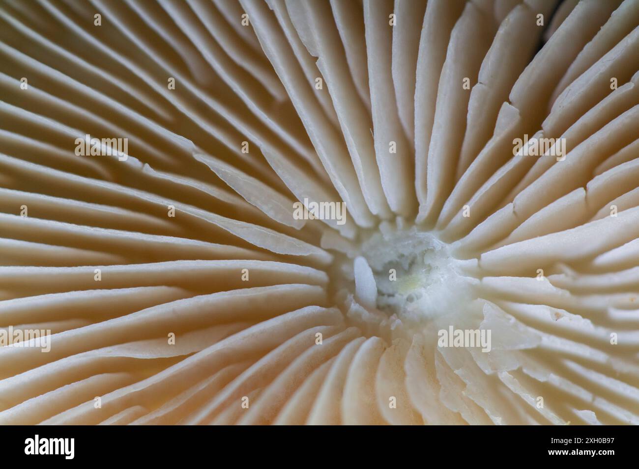 Detailed, macro photo of mushroom, dark backdrop, dramatic lighting ...