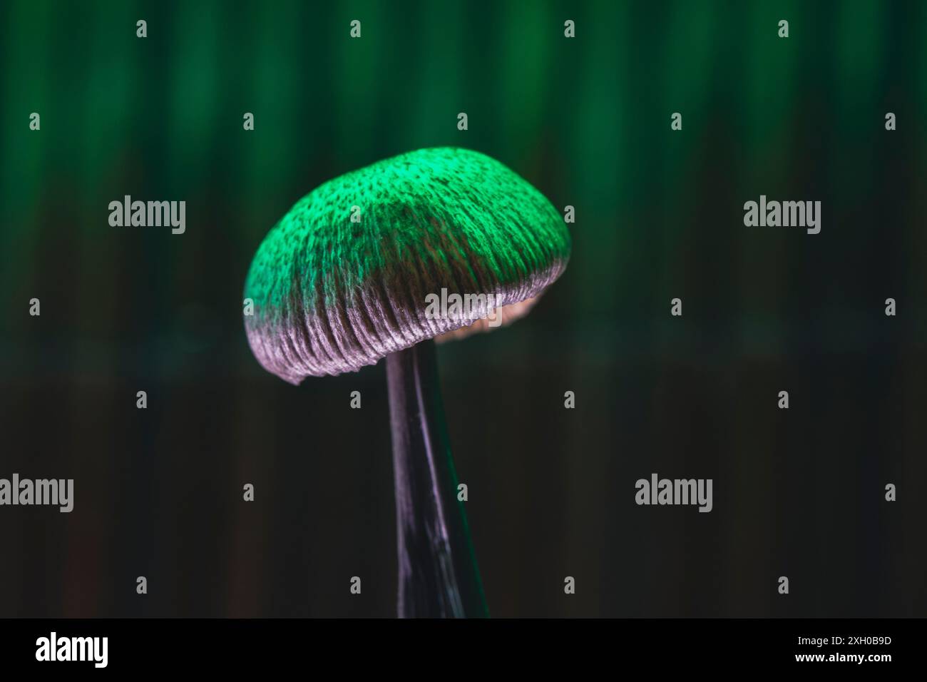 Detailed, macro photo of mushroom, dark backdrop, dramatic lighting ...