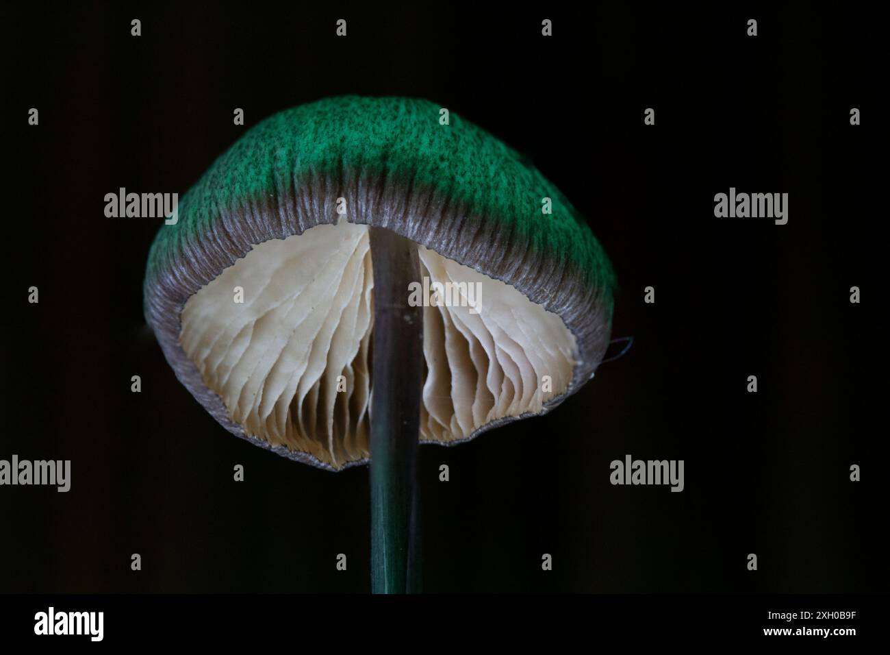 Detailed, macro photo of mushroom, dark backdrop, dramatic lighting ...