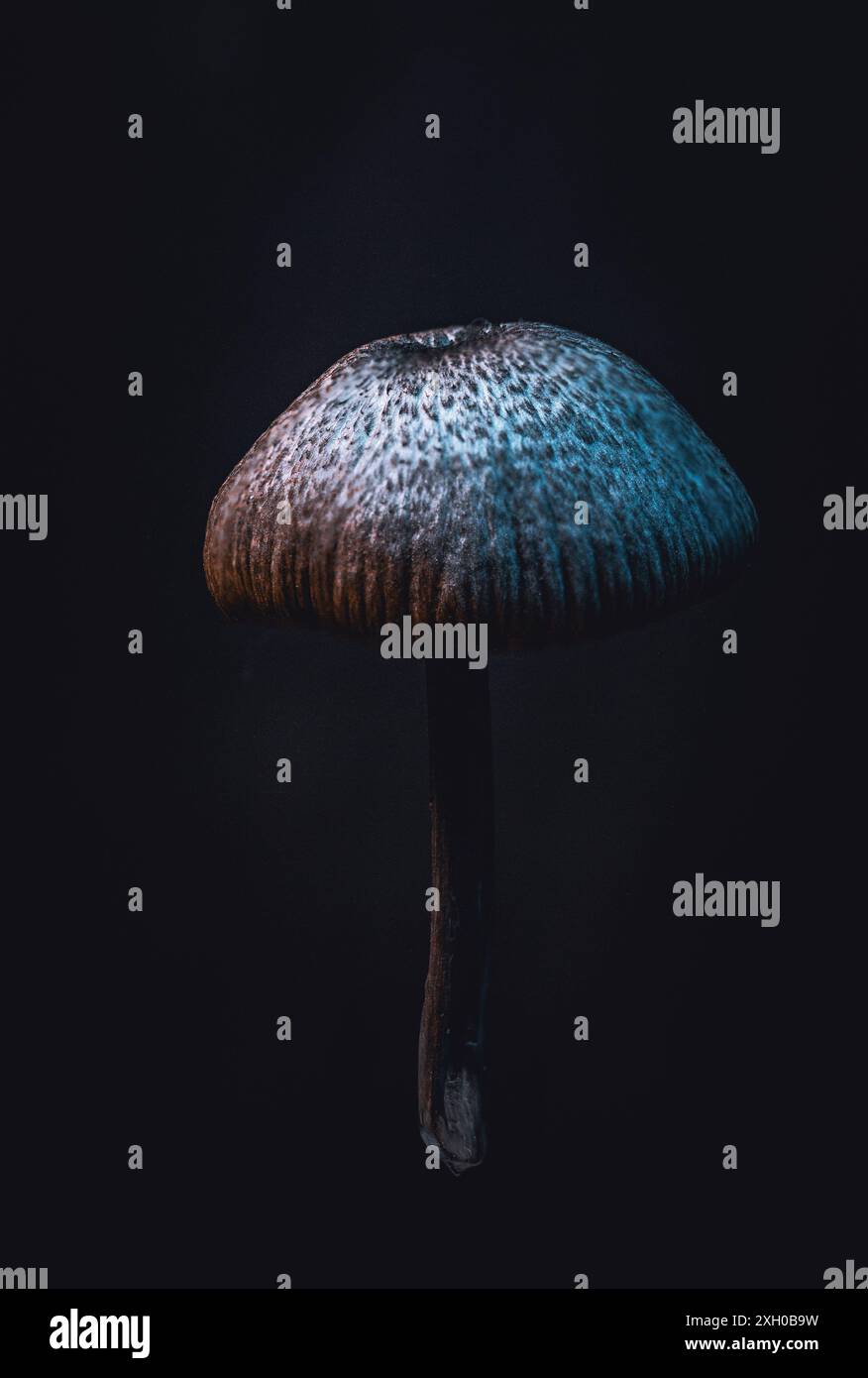 Detailed, macro photo of mushroom, dark backdrop, dramatic lighting ...