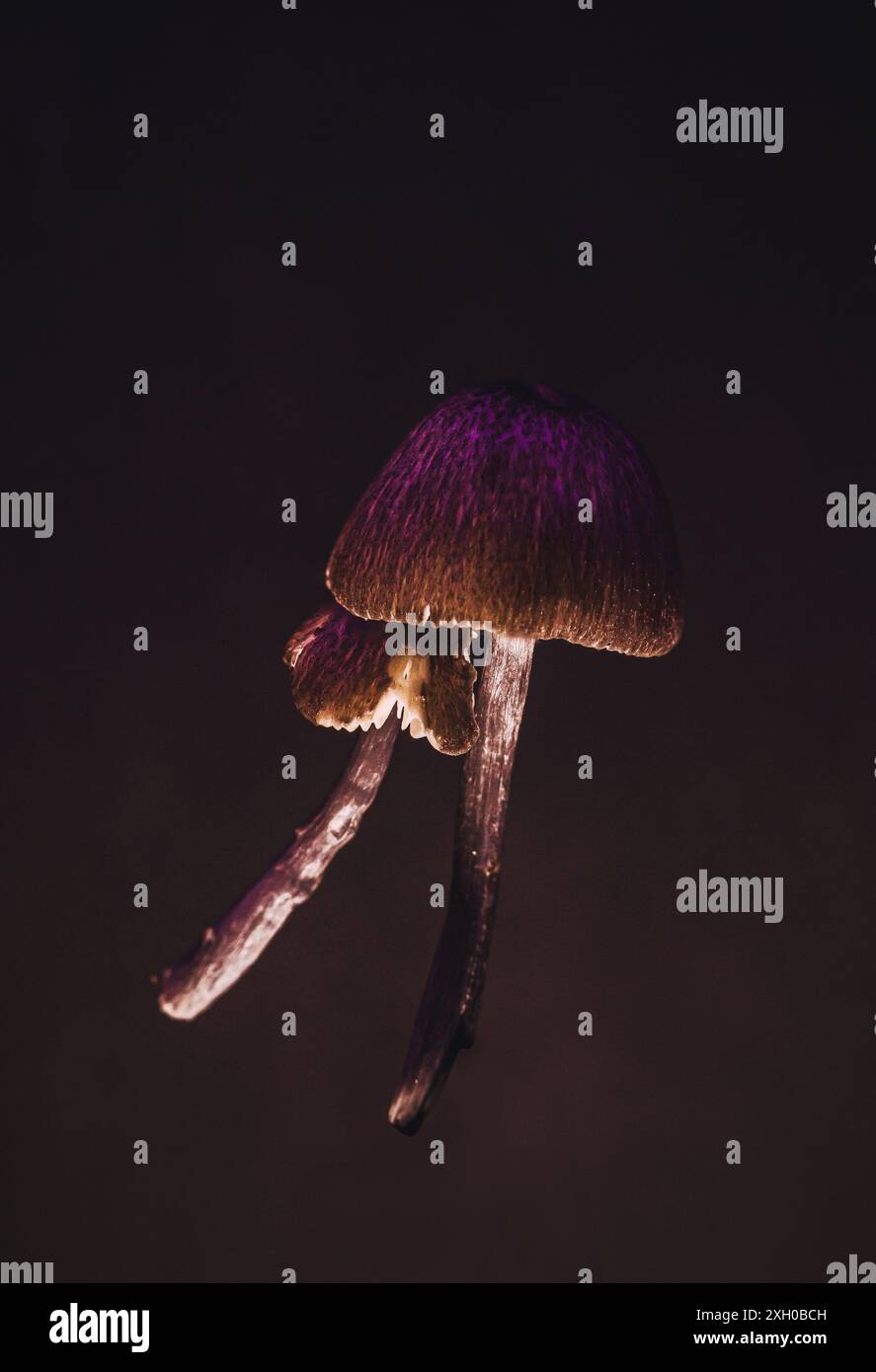 Detailed, macro photo of mushroom, dark backdrop, dramatic lighting ...