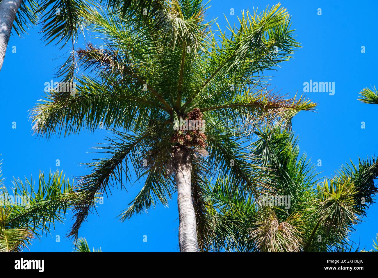 Palm tree stands hi-res stock photography and images - Alamy