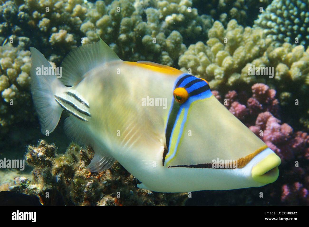 Picasso Triggerfish in the red sea Egypt Stock Photo - Alamy