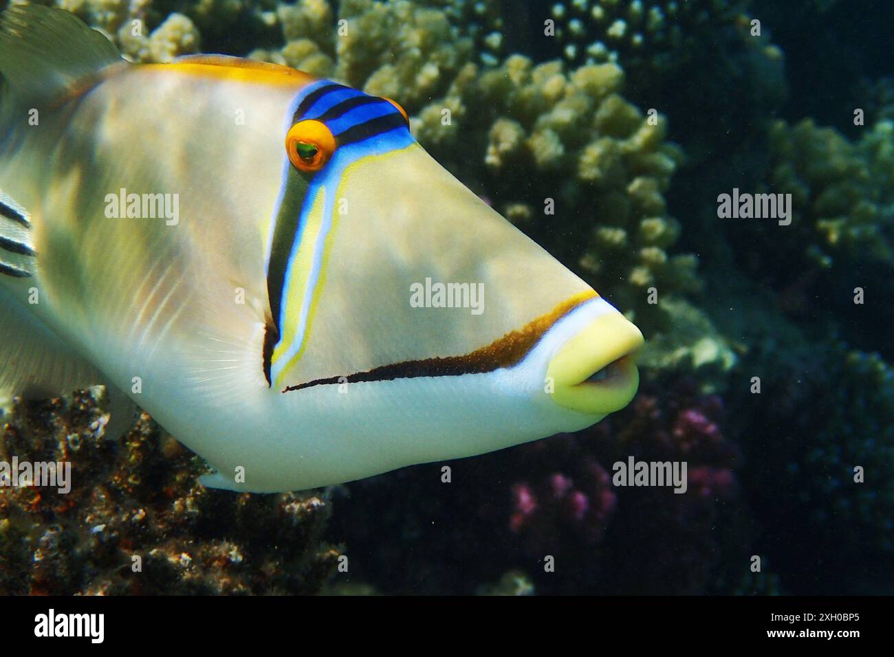 Picasso Triggerfish in the red sea Egypt Stock Photo - Alamy