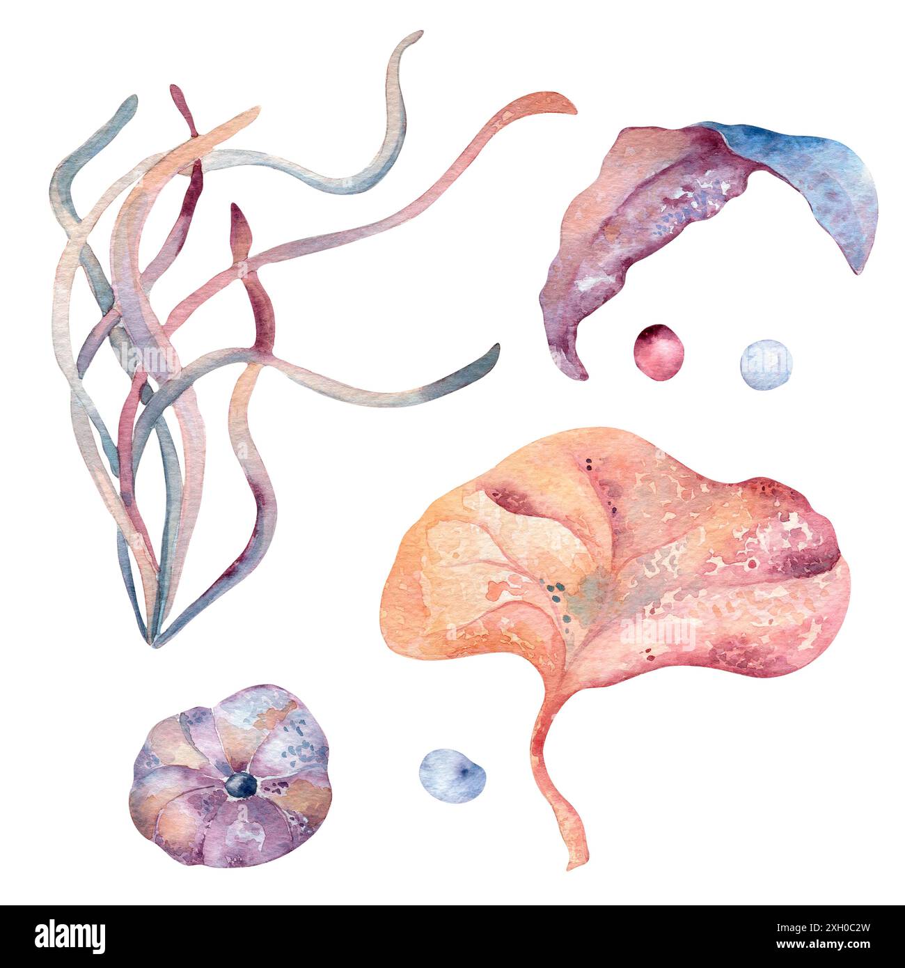 Nautical life set as a seaweeds, laminaria and bubbles in pink ...