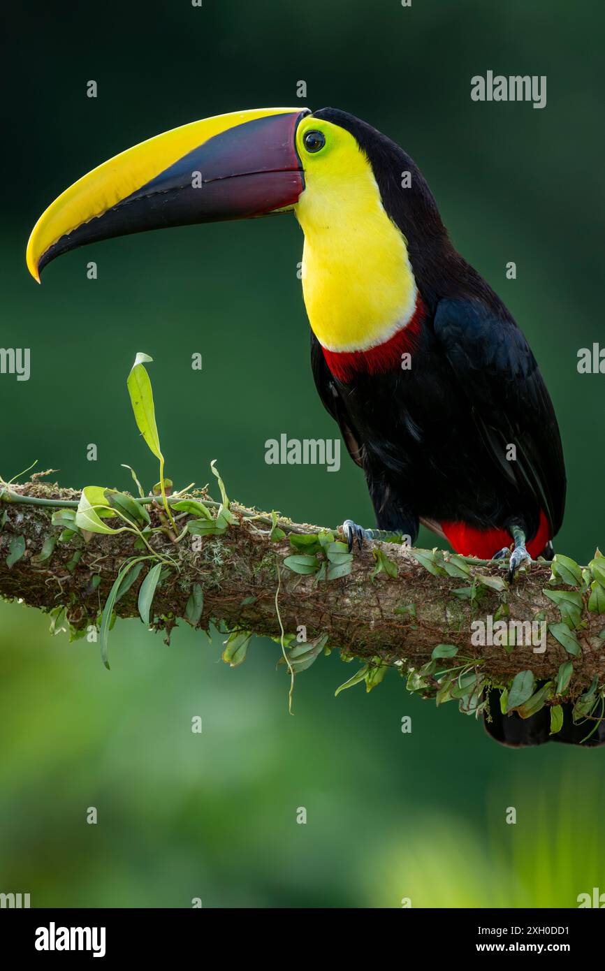 Wild Yellow-throated Toucan , Chestnut-mandibled (Ramphastos ambiguus ...