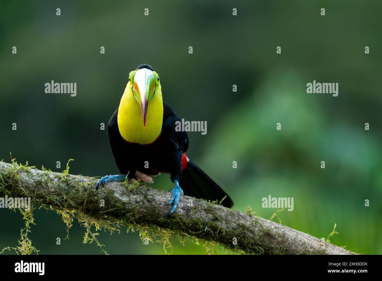Wild toucan bird animal hi-res stock photography and images - Alamy