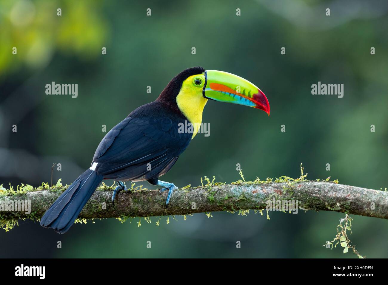 Wild toucan bird animal hi-res stock photography and images - Alamy