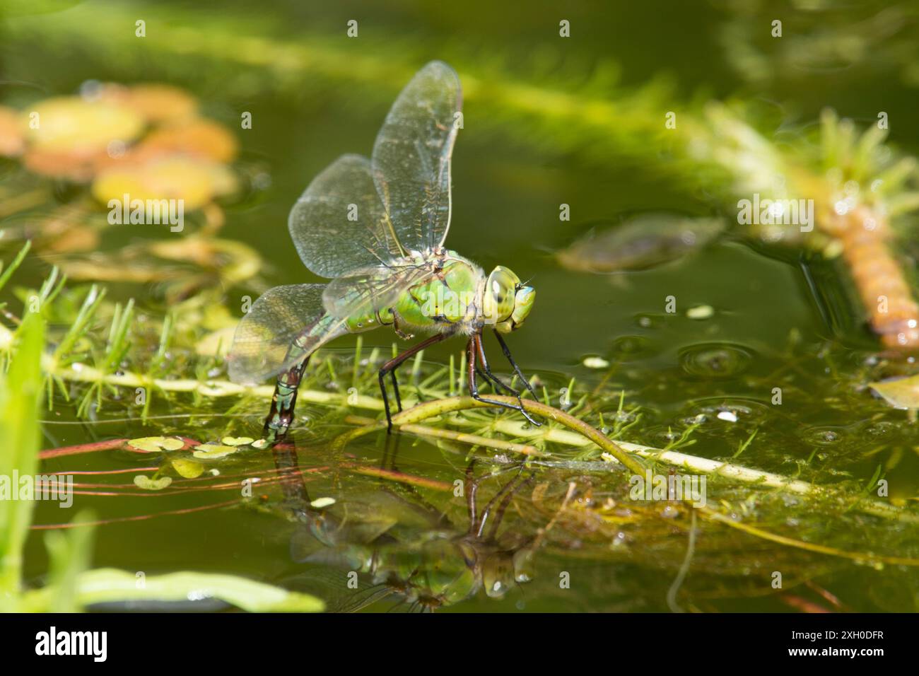 Emperor Dragonfly, Anax imperator, female laying eggs, ovipositing ...