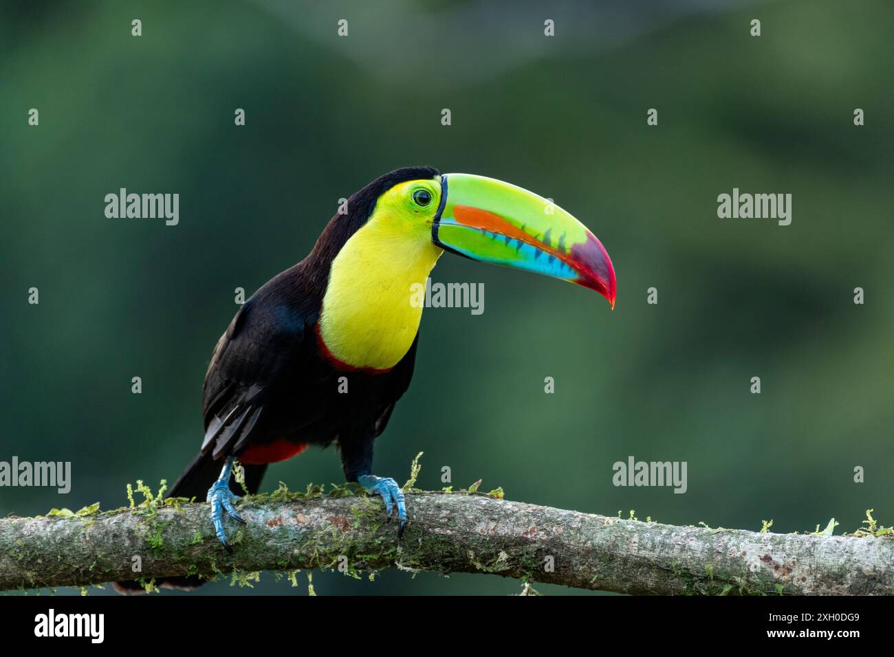 Wild toucan bird animal hi-res stock photography and images - Alamy