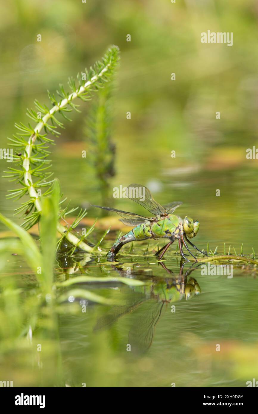 Emperor Dragonfly, Anax imperator, female laying eggs, ovipositing ...